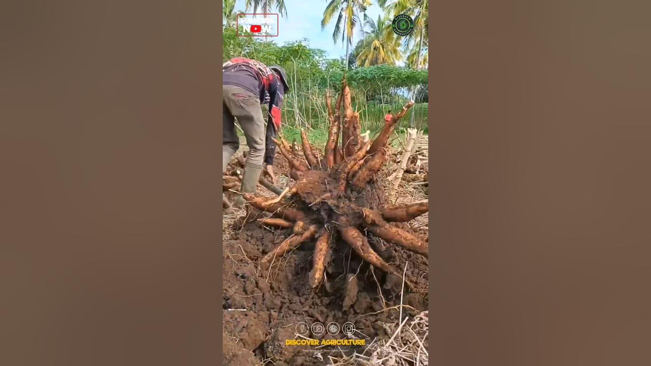 Simple and Effective Cassava Harvesting Tool🔥 - YouTube