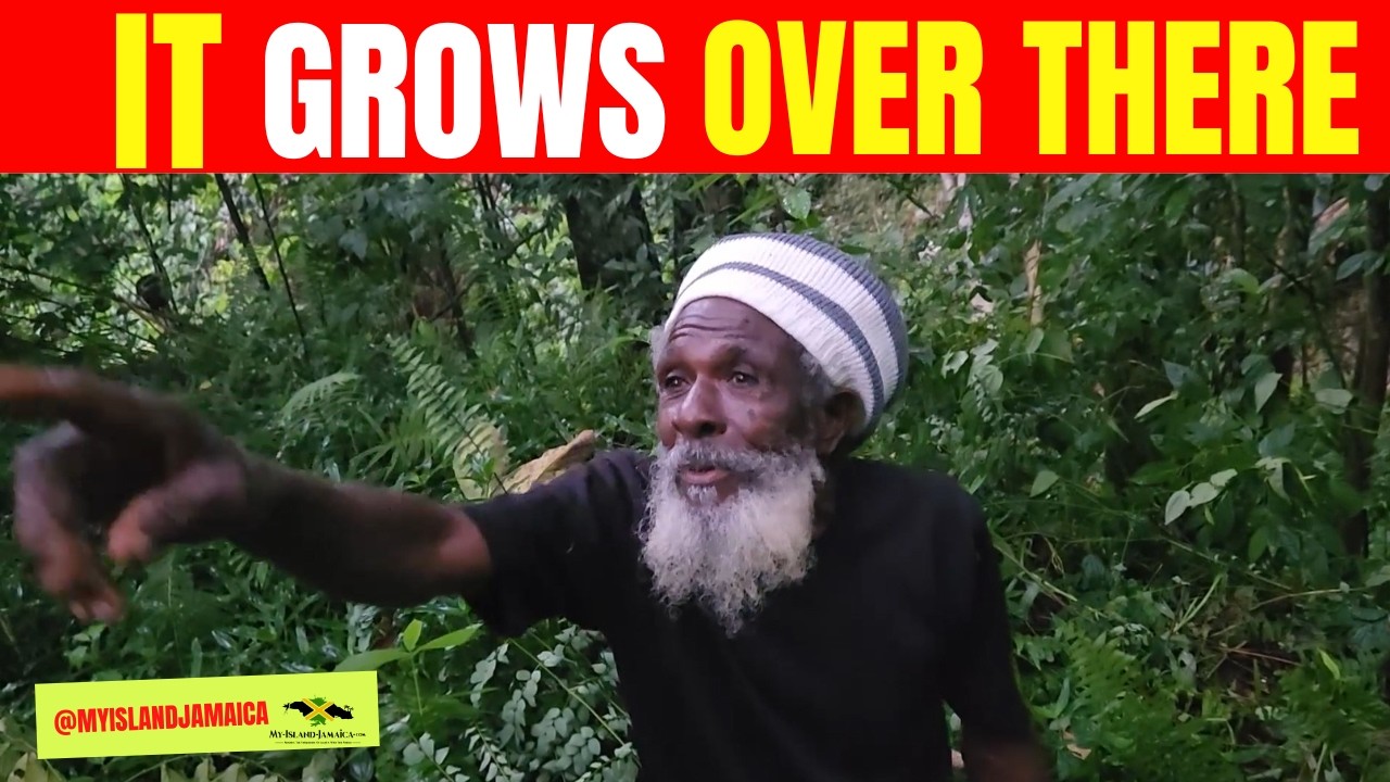 😲Jamaican Men SWEAR By This Herb! #ramoon 🇯🇲 - YouTube