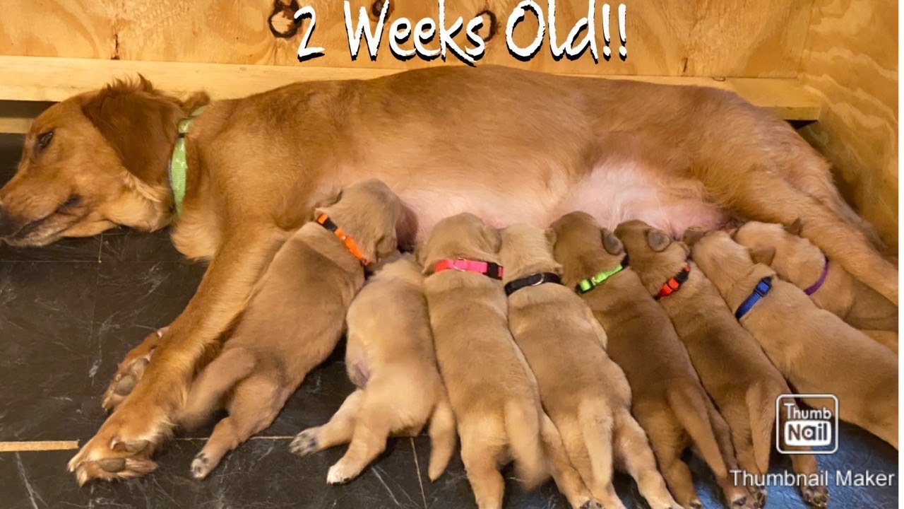 2 Week Old Golden Retriever Puppies!! 2 Week Update 5/26/20 - YouTube