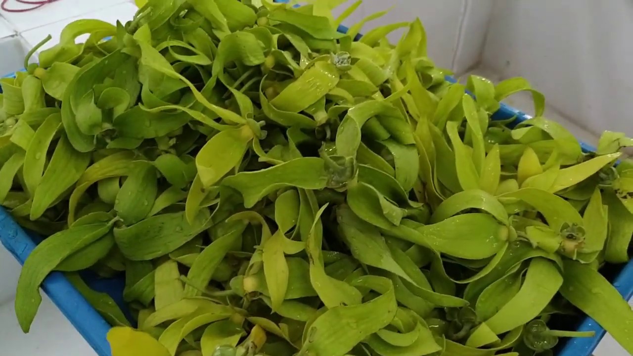 Simplisia Bunga Kenanga (Cananga odorata flos) - YouTube