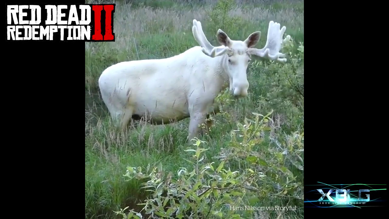 Epic real life Legendary Moose found! #RDR2 #RedDeadRedemption2 - YouTube