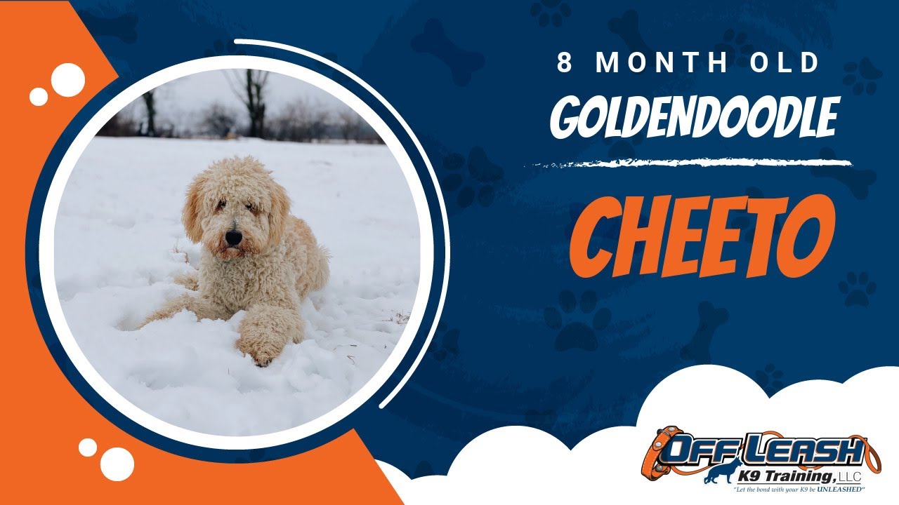 🆕 Ohio Dog Training | Springfield, Ohio Dog Training 🆕 - YouTube