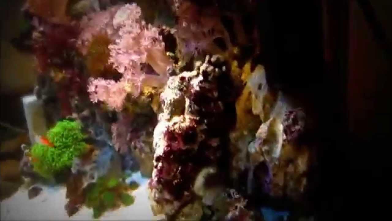 Морской аквариум 150 литров с сампом - YouTube