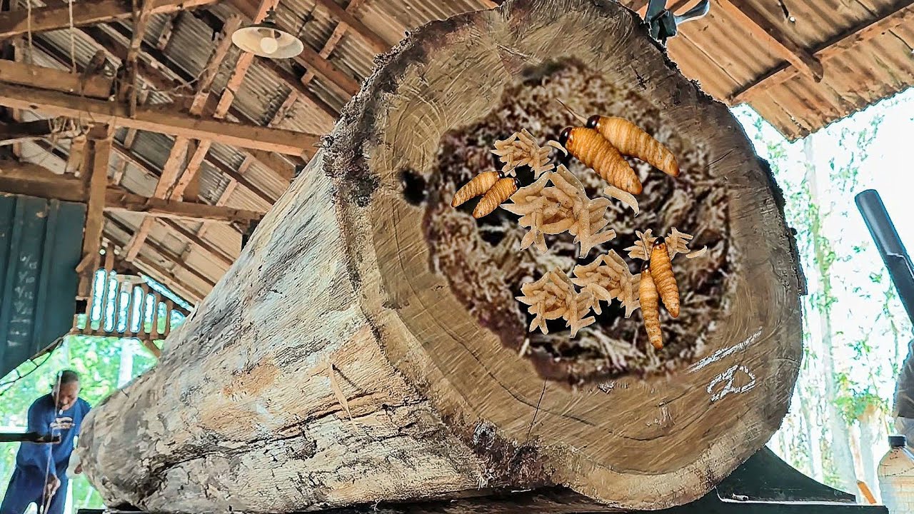 unexpected surprise when sawing decades-old dry teak logs - YouTube