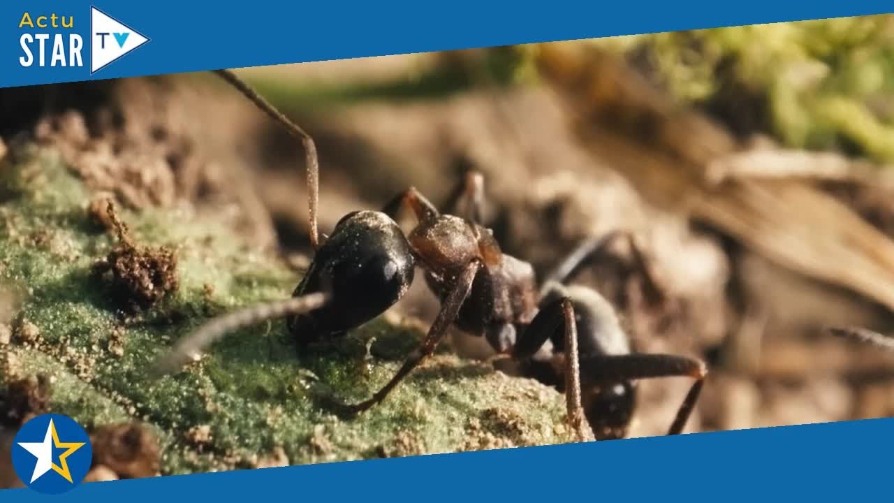 Le Royaume des fourmis (France 5) : pourquoi il ne faut pas manquer cet ...