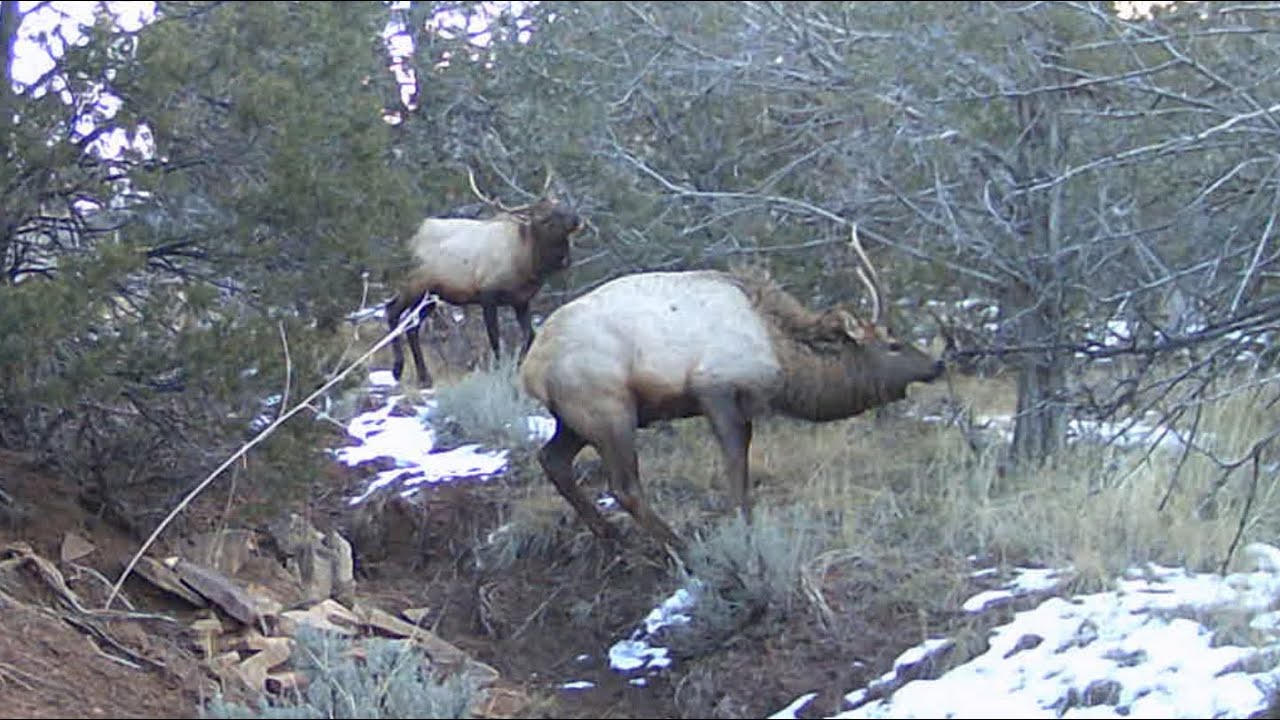Bull Elk Shows Who’s Boss, Chases Off Spike Elk on Trail Camera - YouTube