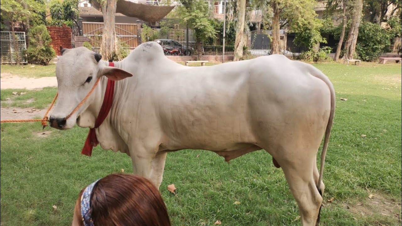 Khan,s cow unloading 2021 II Sohaib Adeel II - YouTube