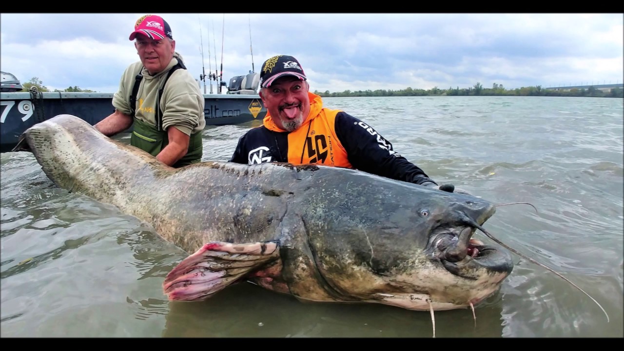 Consultingfishing Careme Philippe Big Catfish Rhône France Camargue ...