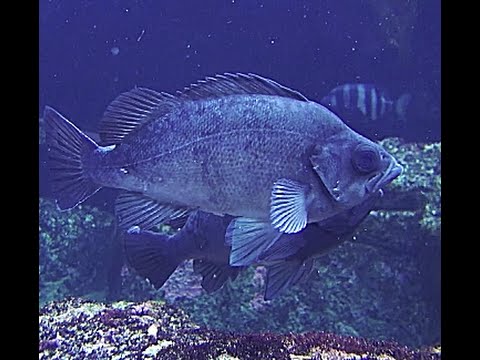 ウスメバル Goldeye rockfish Sebastes thompsoni - YouTube