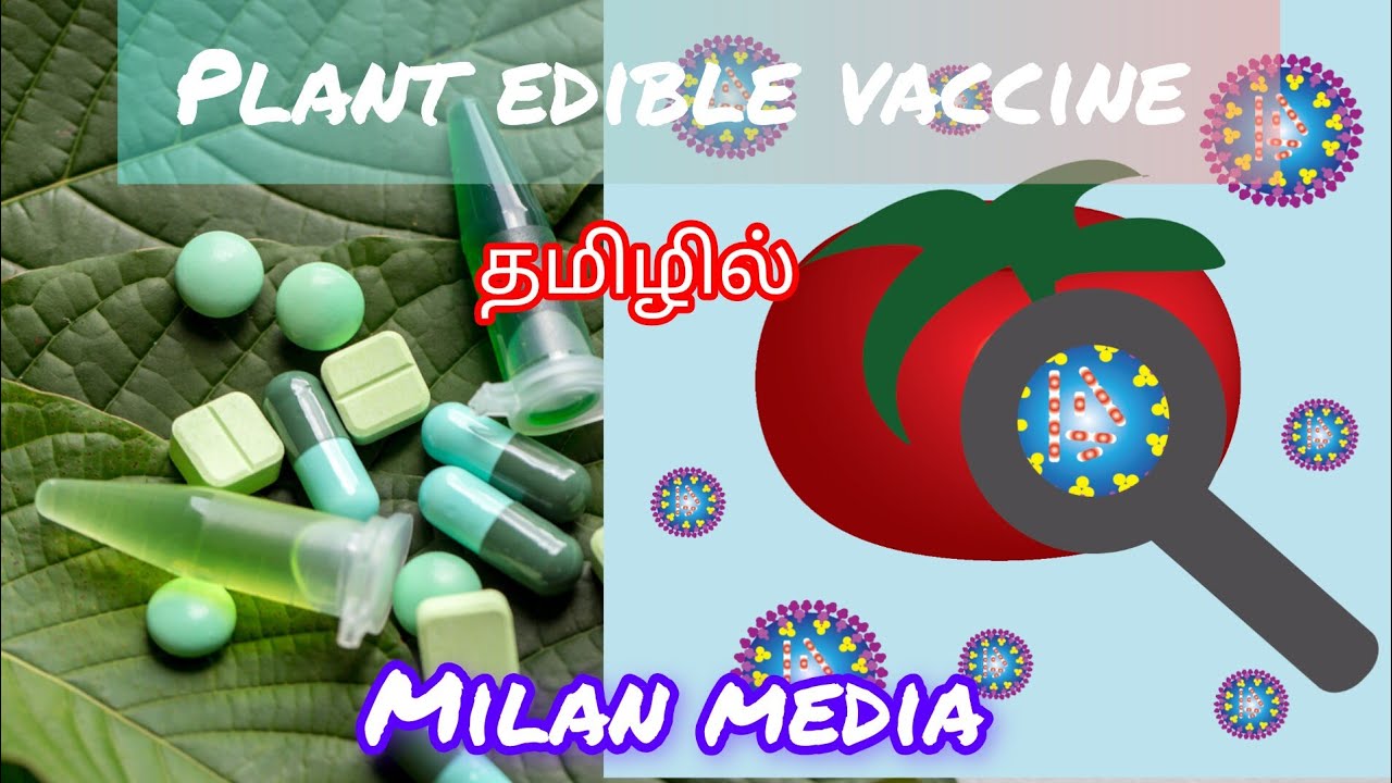 Edible Vaccine | orally consumed vaccine | Application of plant tissue ...