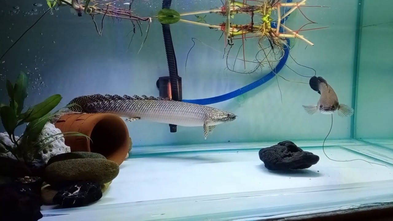 ornate & dalag - YouTube