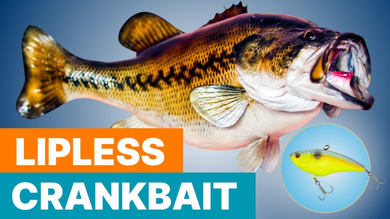 Lipless Crankbait Chaos: Decode the Rattle & Reel in Bass Fishing - YouTube