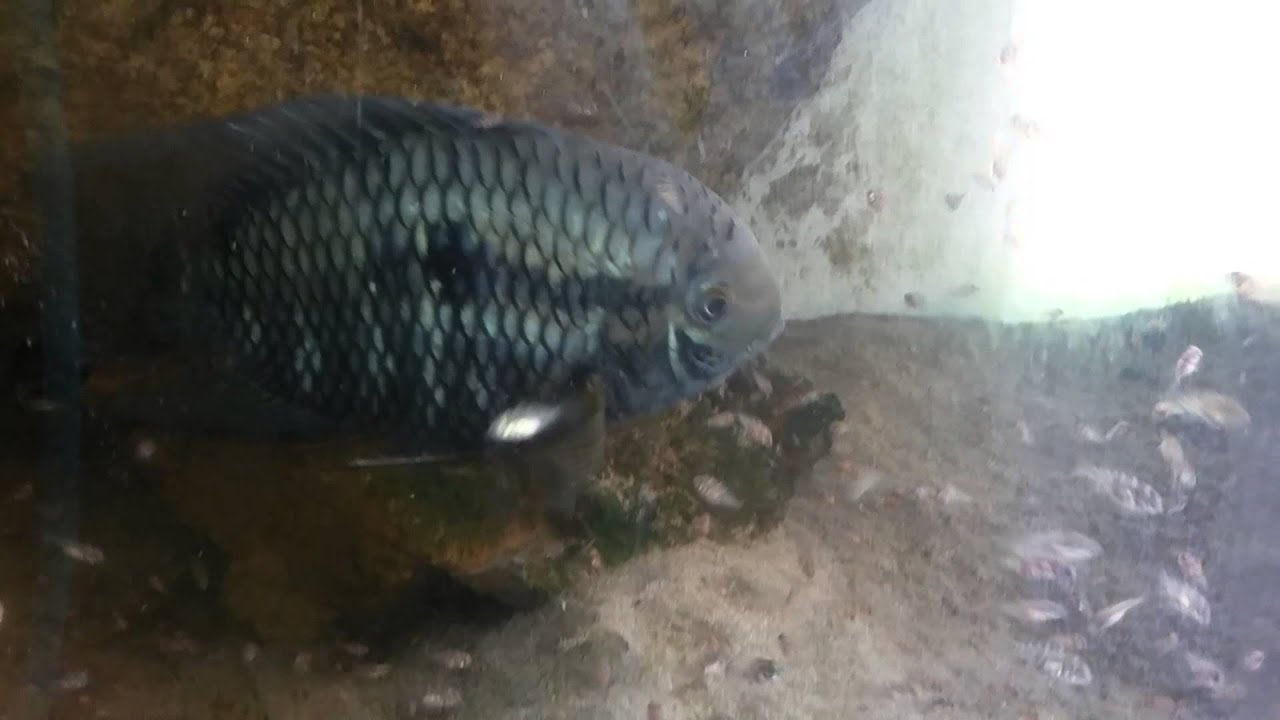 Cichlasoma dimerus whit fry - YouTube