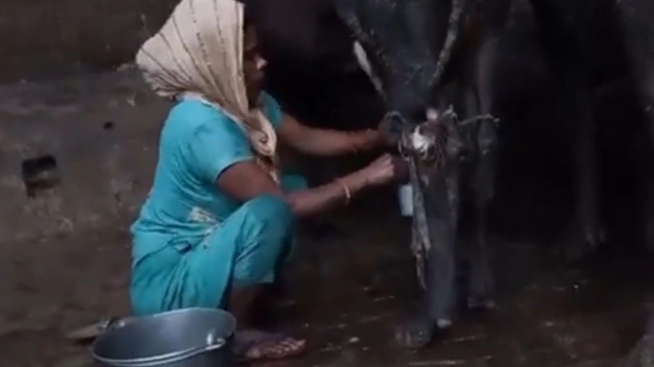 Women milking her cow II Full hand milking II #cowmilking - YouTube