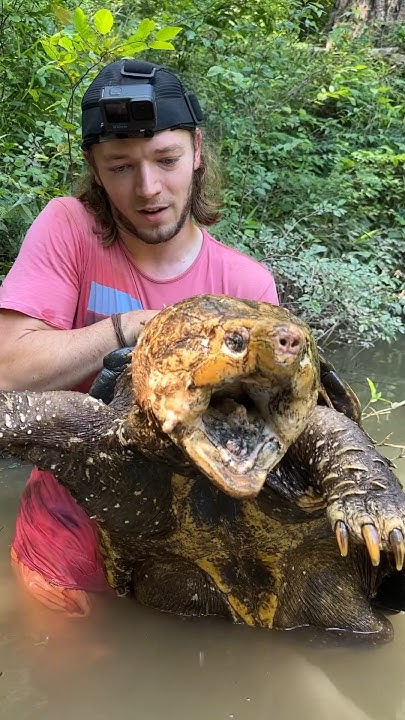 Gigantic Alligator Snapping Turtle! - YouTube