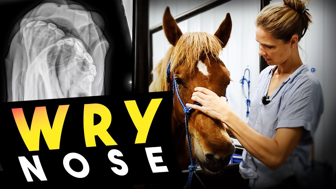 Wry Nose - Horse Shelter Heroes S4E29 - YouTube