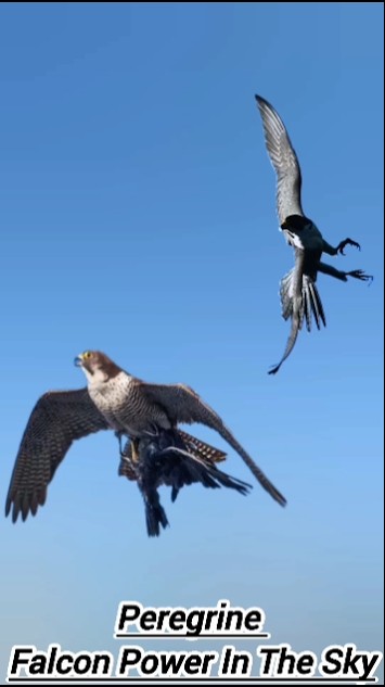 peregrine falcon power in the sky #fyp - YouTube