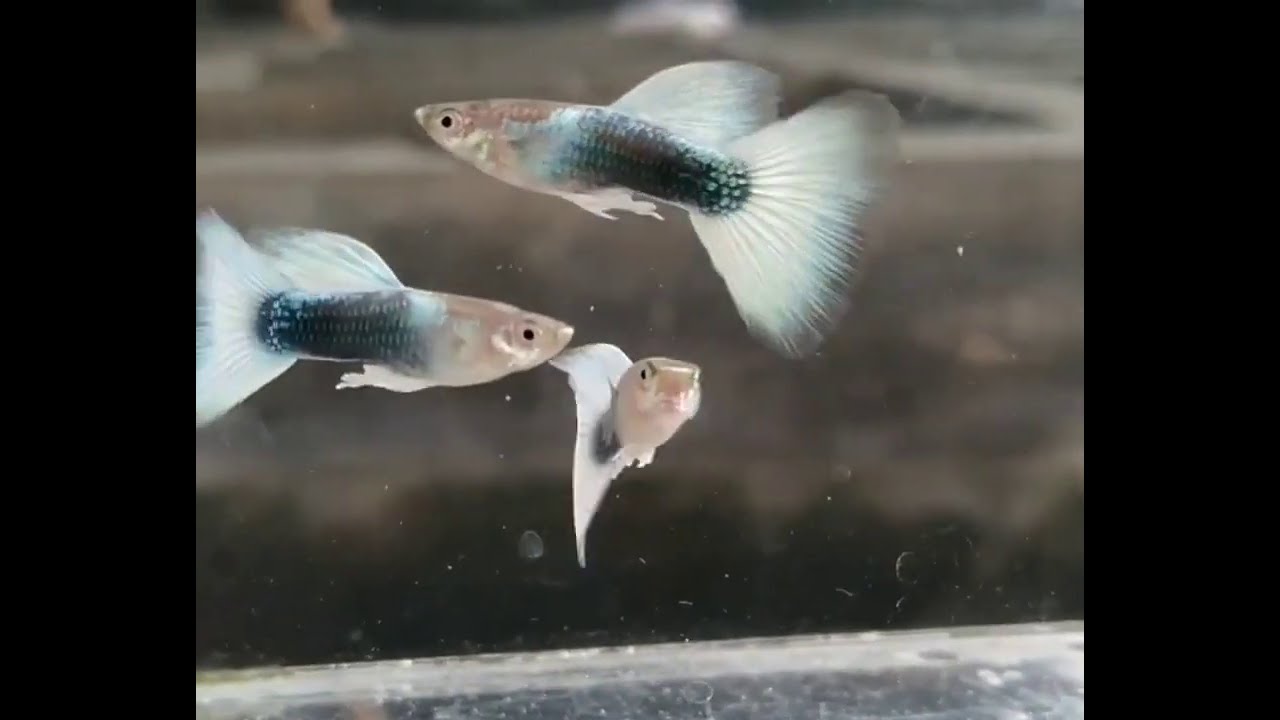 Top 16 Most Beautiful Guppy Fishes #1 - YouTube