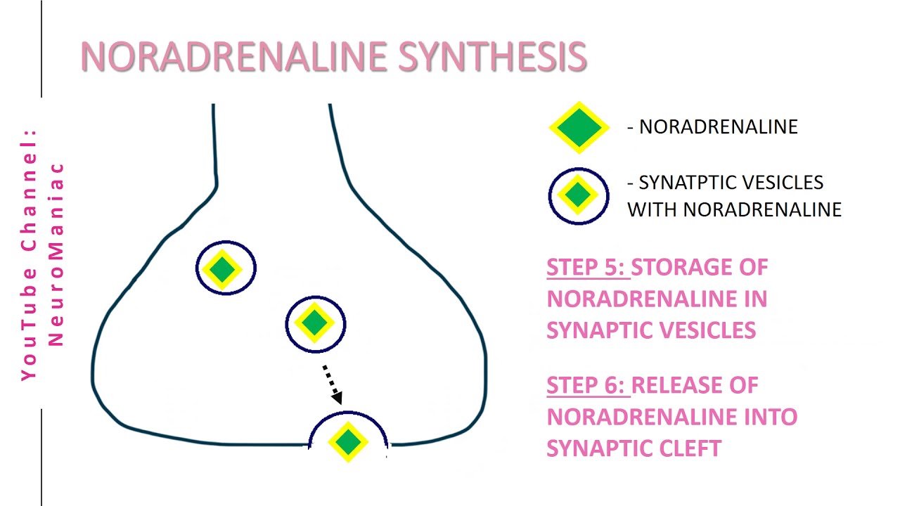 Norepinephrine Synthesis Biosynthesis And Catabolism Of Catecholamine