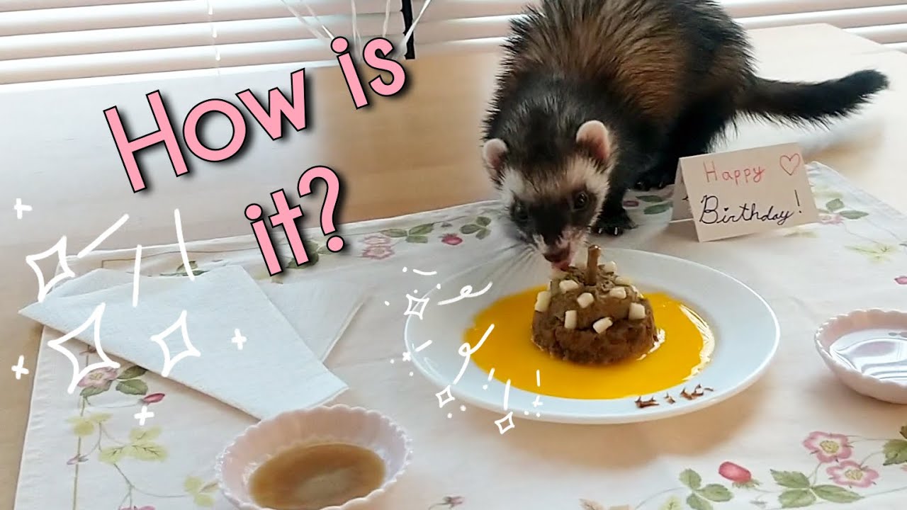 Ferret Tried Birthday Cake - Ferret Birthday Part 2 - YouTube
