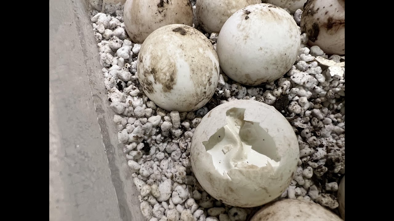 Miracle baby tortoise survives crushed egg & hatches - YouTube