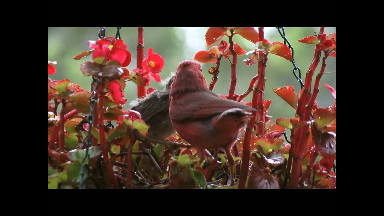 A Cardinal chick takes flight for first time... - YouTube