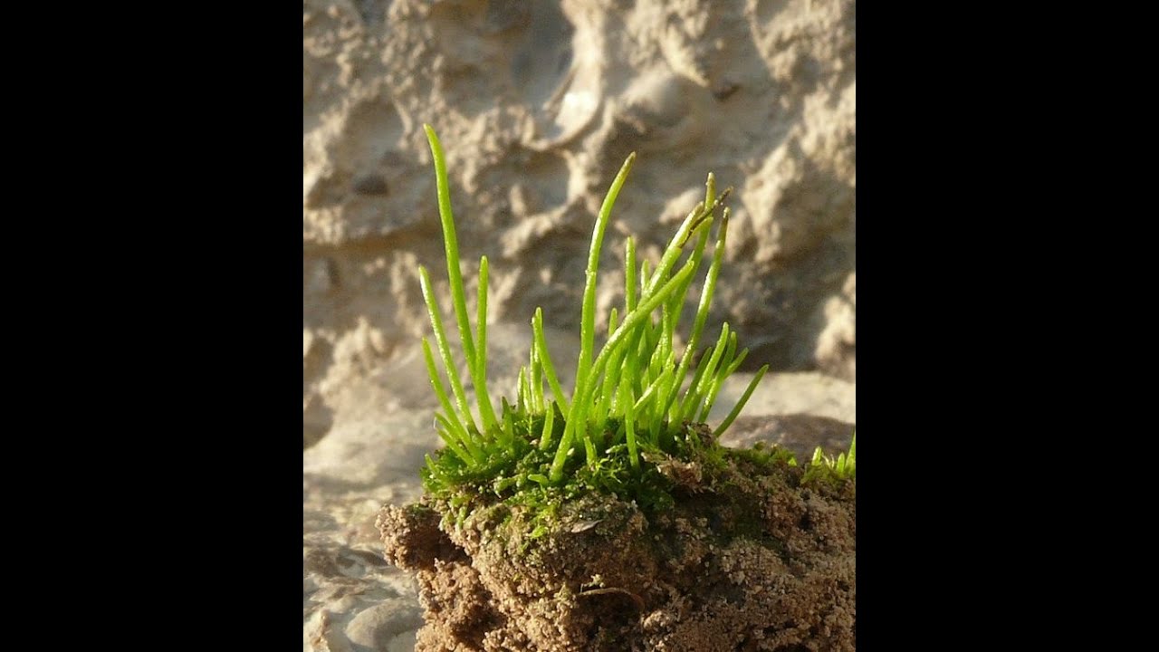 External and Internal structure and Reproduction in Anthoceros sp ...