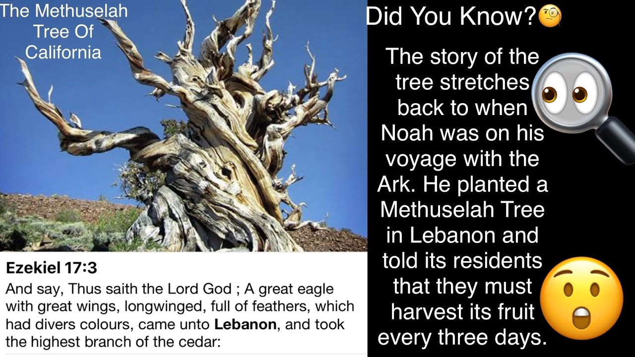 The Age Of The Methuselah 🌳Tree Can Tell Us About Earlier Civilizations ...