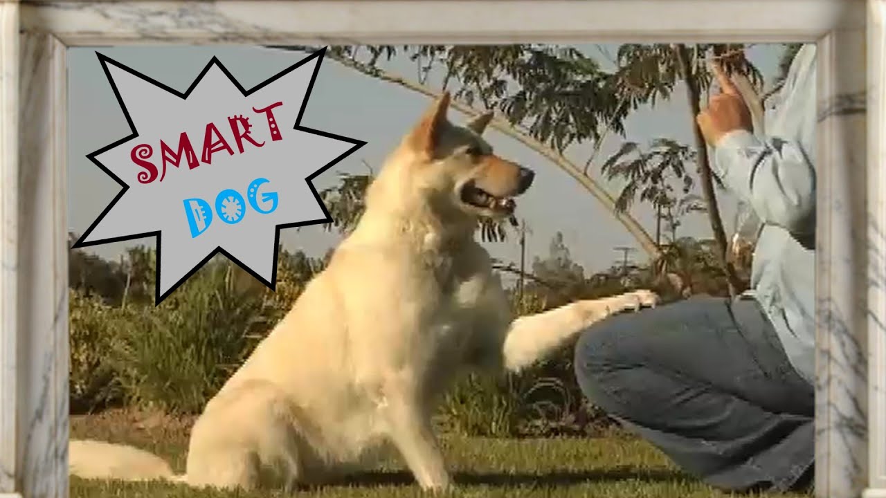 Smart Dog / Dog Doing Tricks / Very Intelligent Dog / Dog Daughter does ...