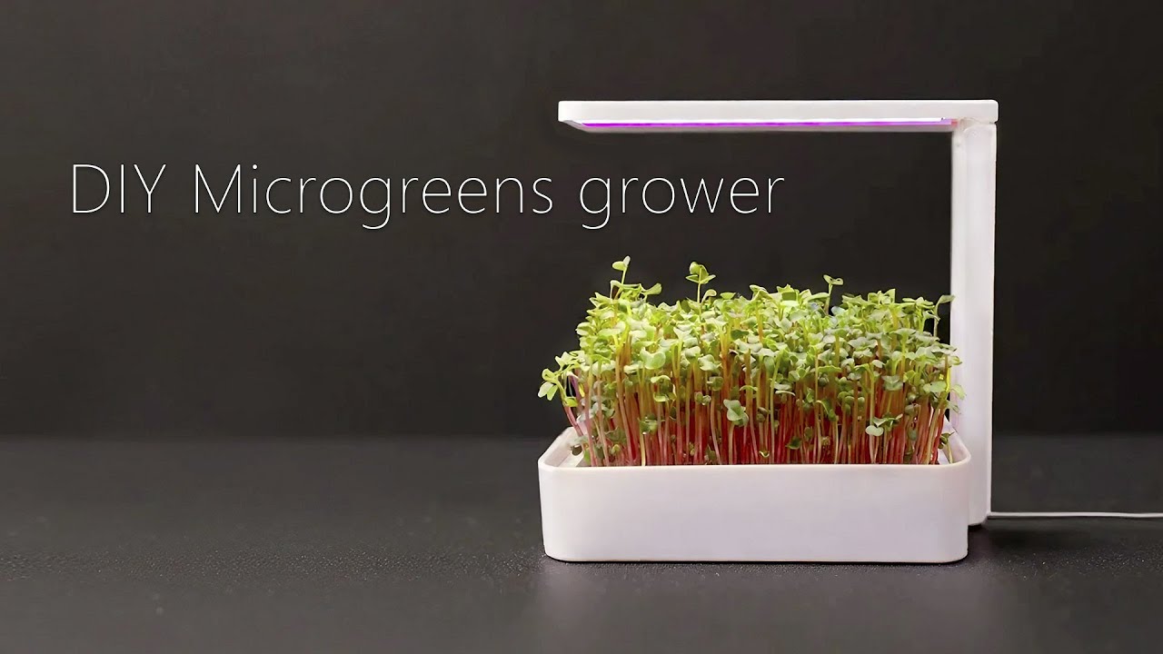 Home Microgreens Growing: DIY Your Own Device - YouTube