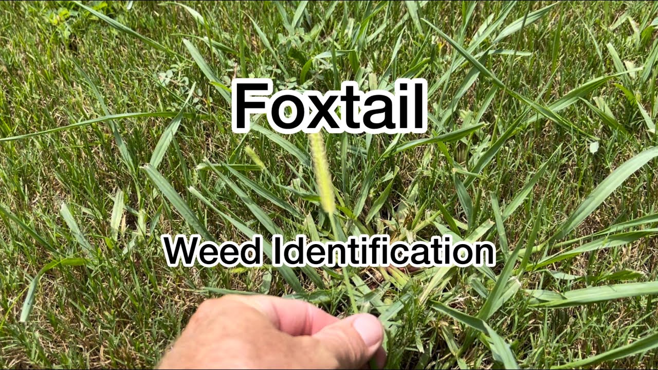 Foxtail. Weed Identification. - YouTube