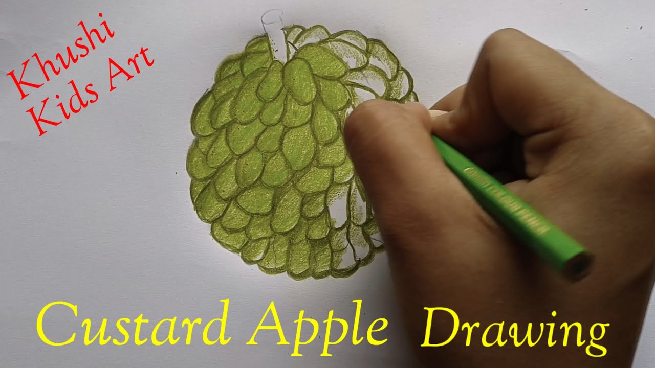 How to draw custard apple drawing | Custard apple drawing | kids art ...