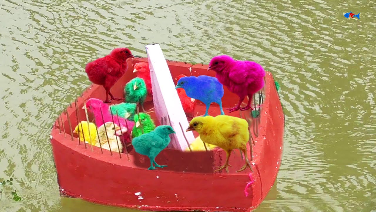 Painted CHICKS FRACAS WITH KOLORS Excursion on Boating Video | Fish ...