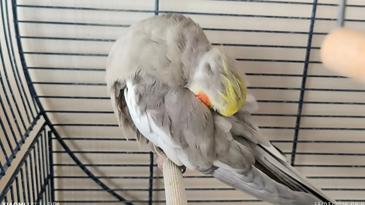 Everyday life of Coco and Caca in their cage.Two Beautiful Cockatiel ...