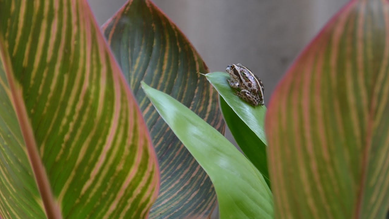 Live Frog Cam (16.02.21) - YouTube