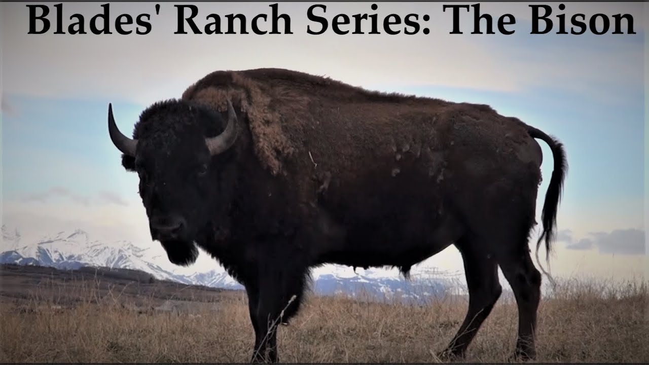 Rocking P Ranch: The Buffalo (Bison) - YouTube