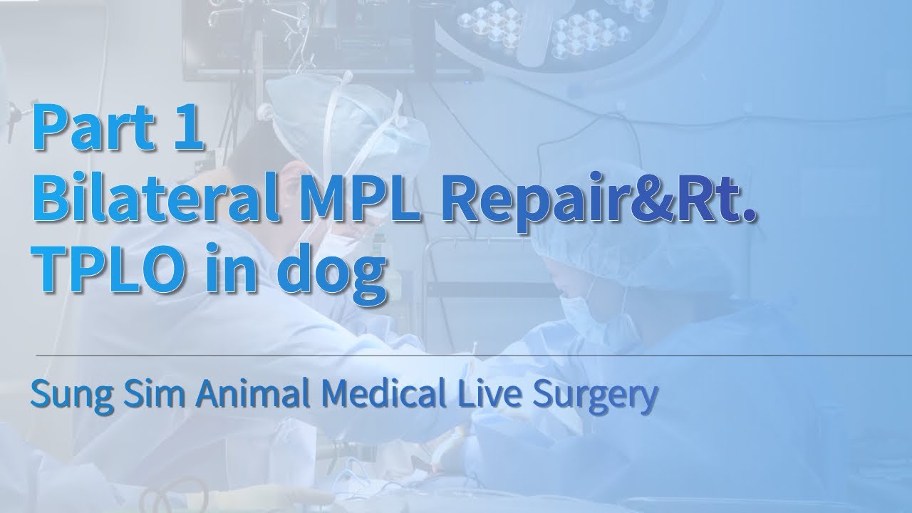 (Warning) Part 1 Bilateral MPL Repair&Rt. TPLO in dog Sung Sim Animal ...