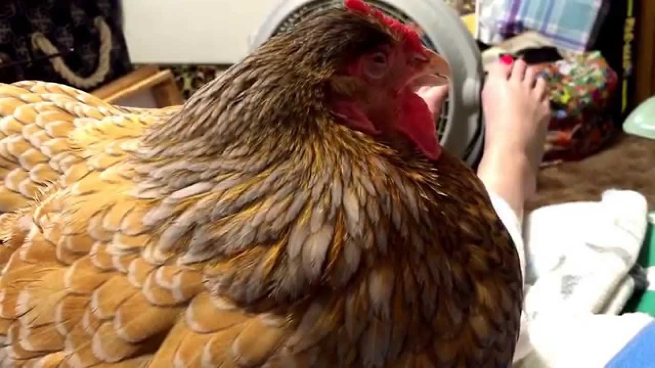 Einstein the pet chicken wakes up from an indoor nap - YouTube