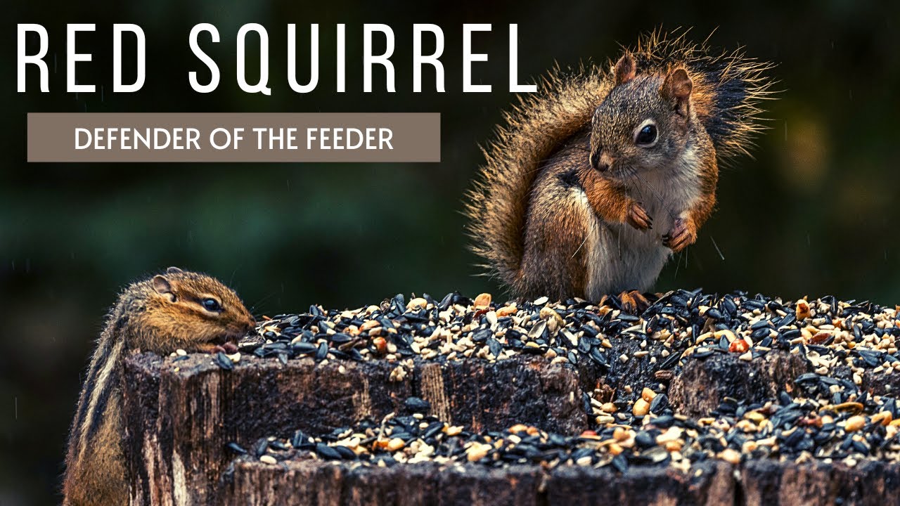 LISTEN: Red Squirrel Gives Warning Grunts at the Feeder - YouTube