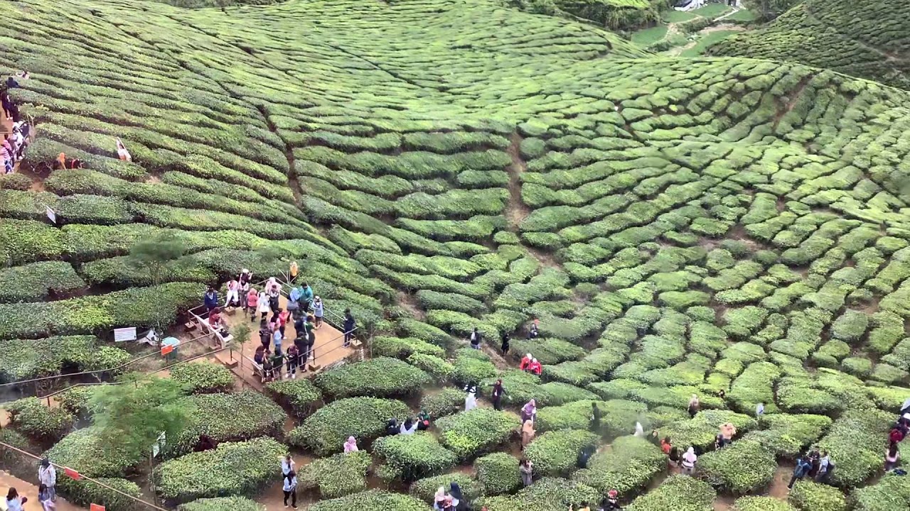 Cameron Highlands View (Cameron Valley) - YouTube