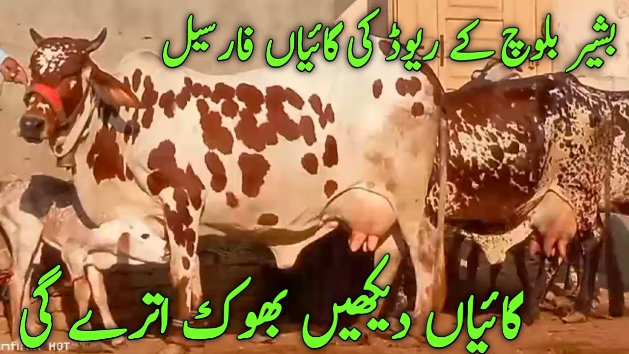 Bashir bloch k rewad ki Cows for Sale in pakistan By Shah muhmmad - YouTube