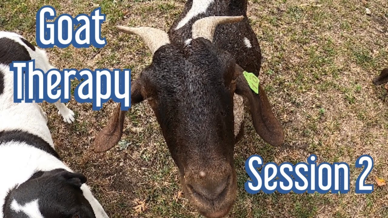 Goat Therapy Session: 2 - YouTube