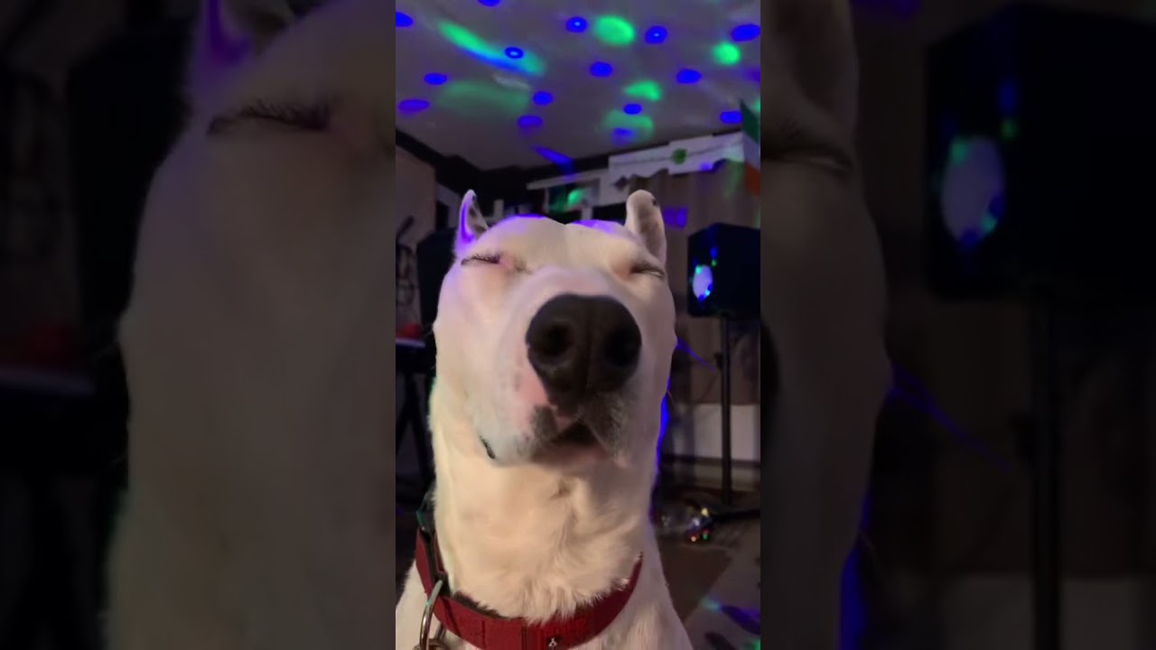 (Official) Heavy Metal Dog | MisterMainer #mistermainer #dog #cat - YouTube