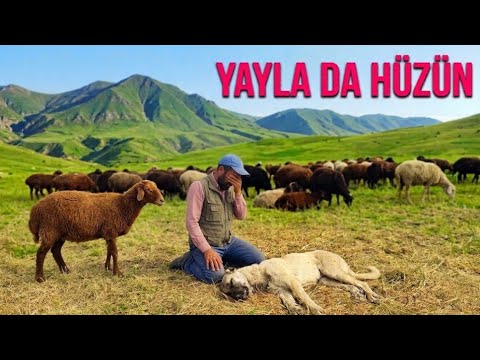Formi'yi Neden Kaybettik? Yaşlı Koyunlara Veda!