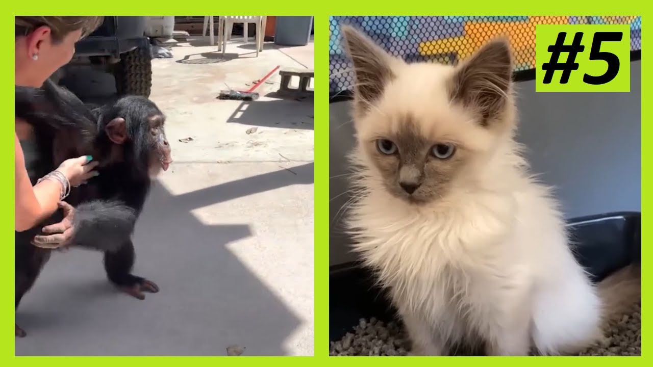 GATO ESTREÑIDO SE CONCENTRA || Dosis de Entretenimiento #5 - YouTube