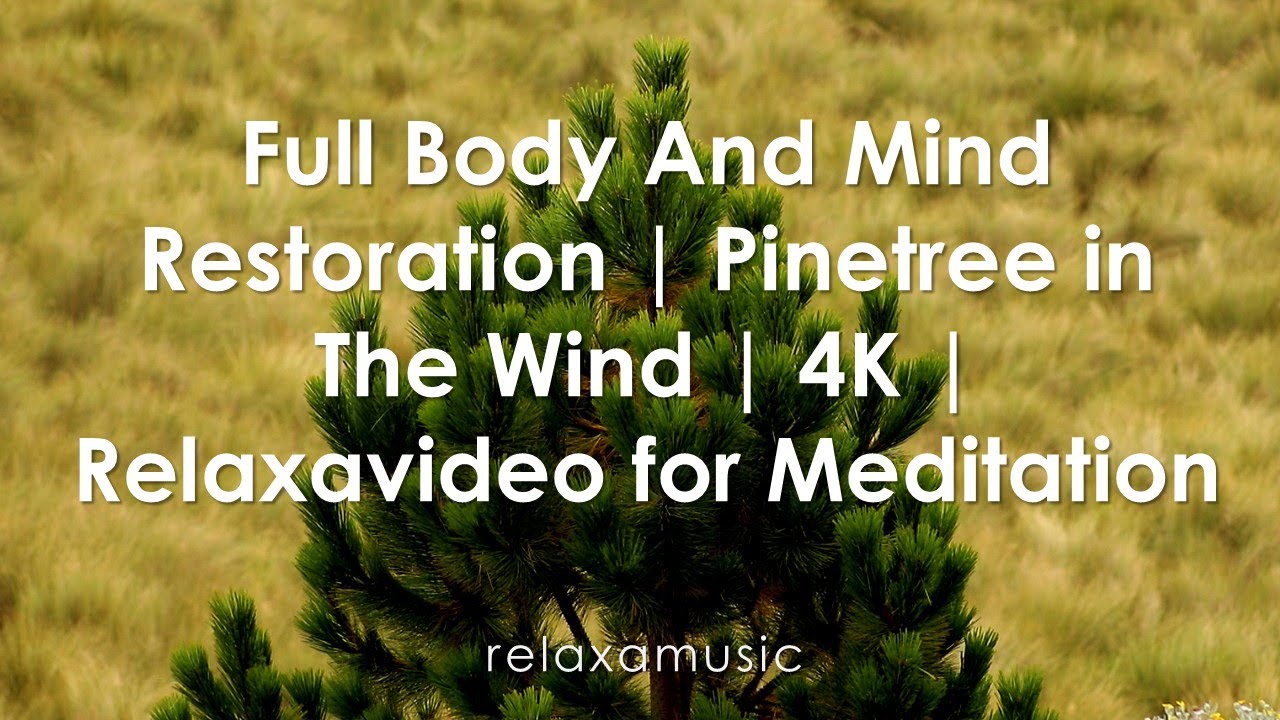 Full Body And Mind Restoration | Pinetree in The Wind | 4K ...
