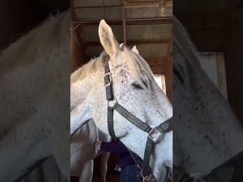 The Back and Hindquarters
