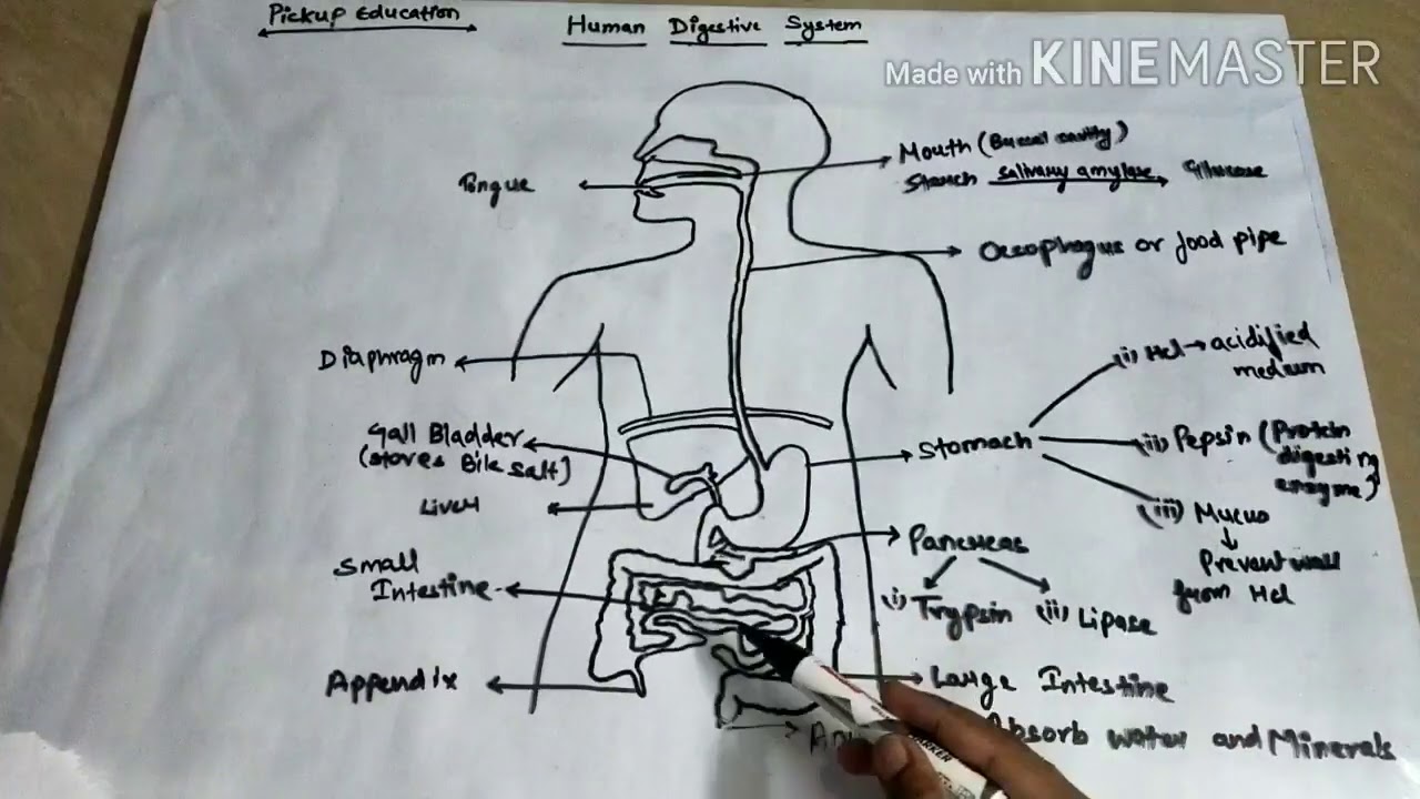 human digestive system cbse class 10 - YouTube