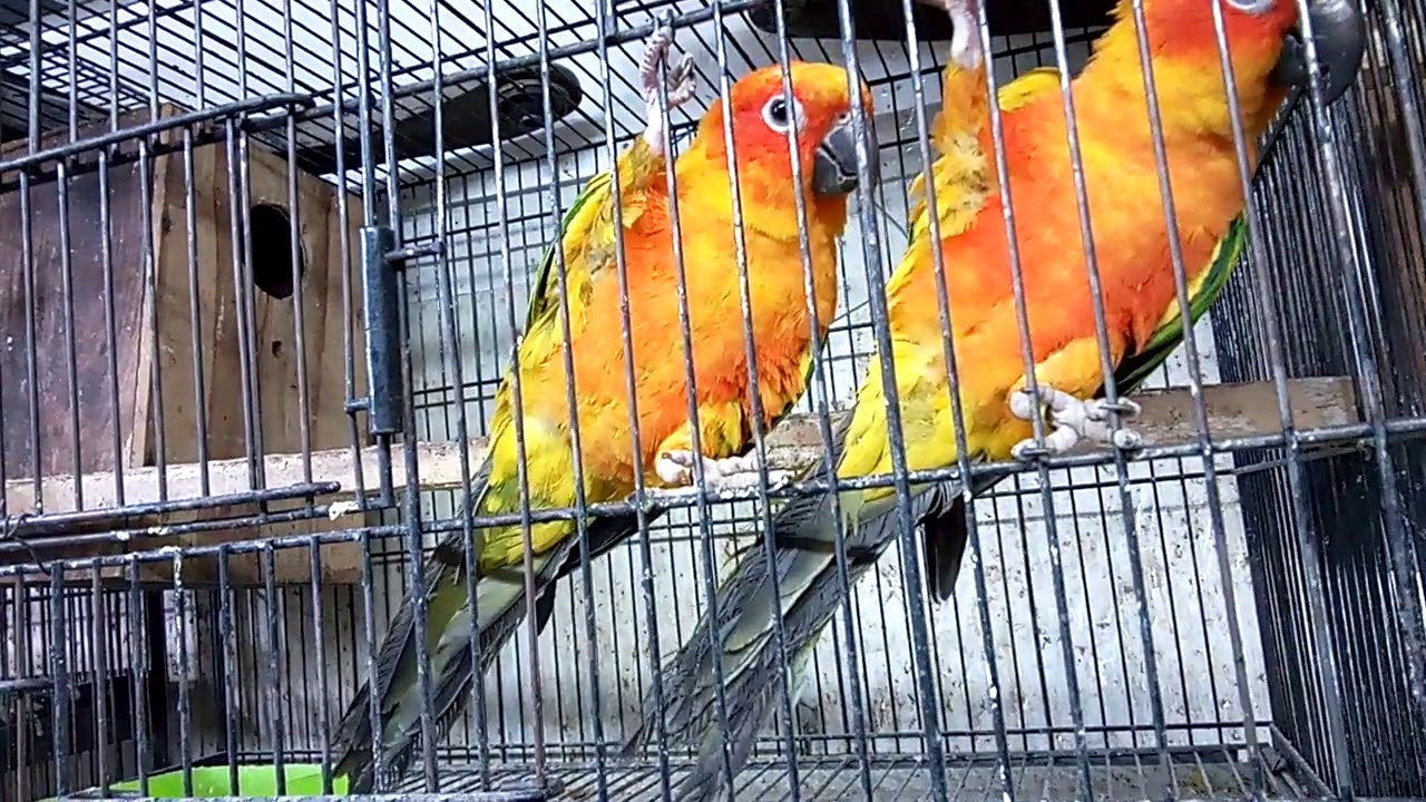 Ali bhi bird shop in pindi - YouTube