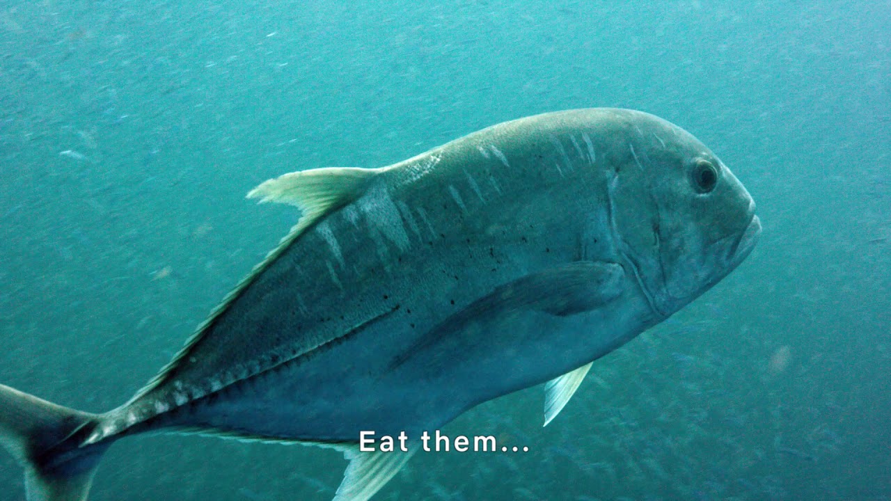 Ask A Fishy Question - YouTube